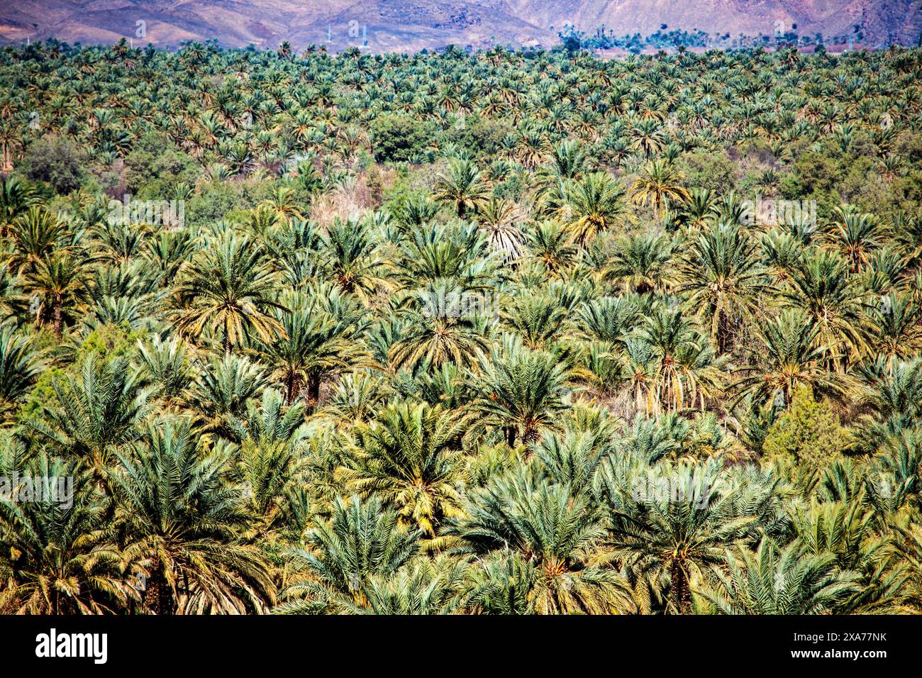 North Africa, Morocco, Draa Valley, Date Palm Plantation Stock Photo ...