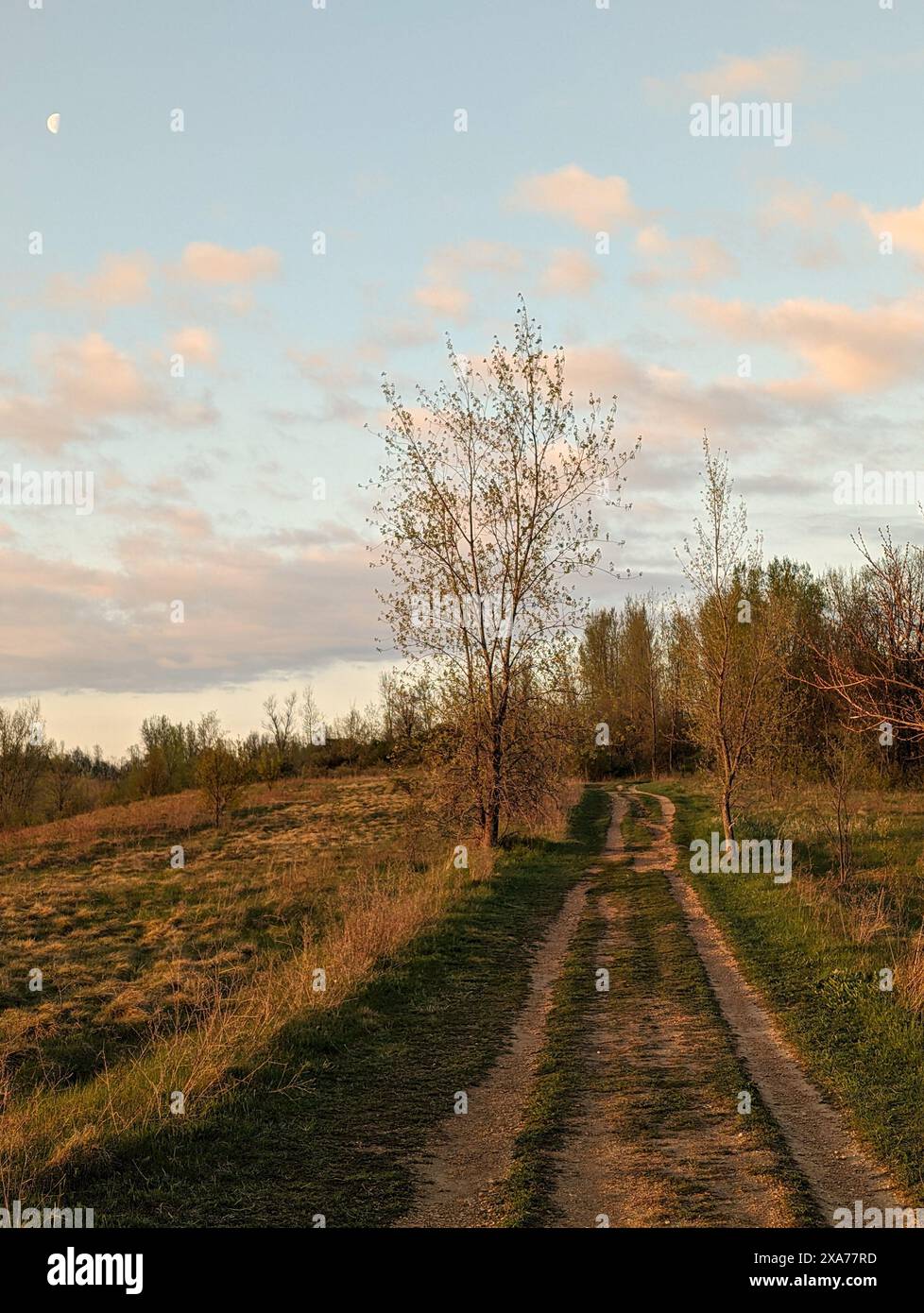 A dirt path through a grassy area with yellowing grass and trees Stock ...