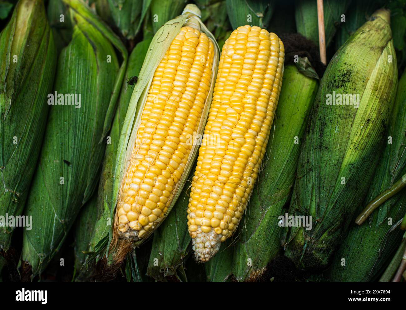 Two ears of corn on display at a market Stock Photo - Alamy