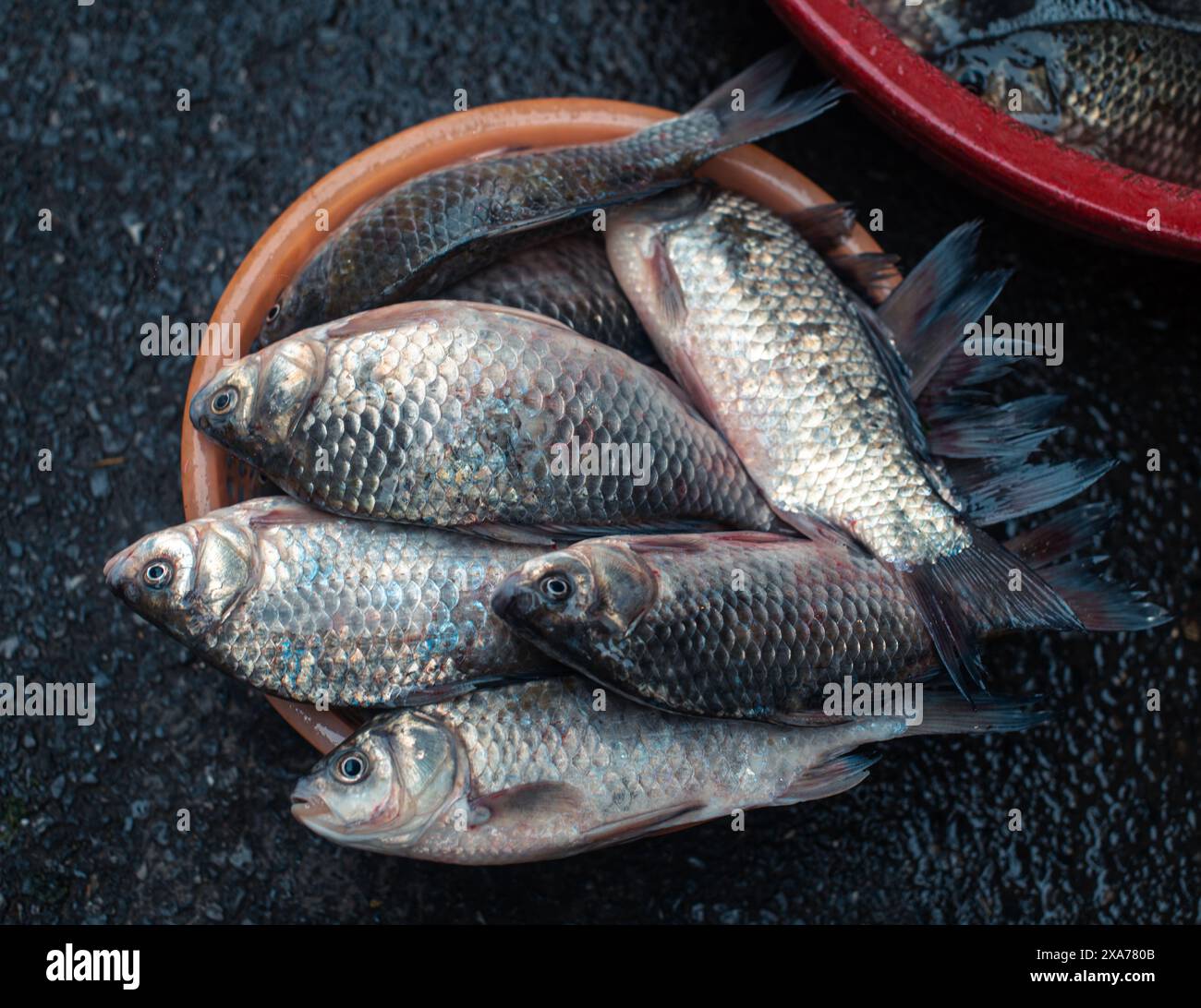 Vibrant fish species hi-res stock photography and images - Alamy