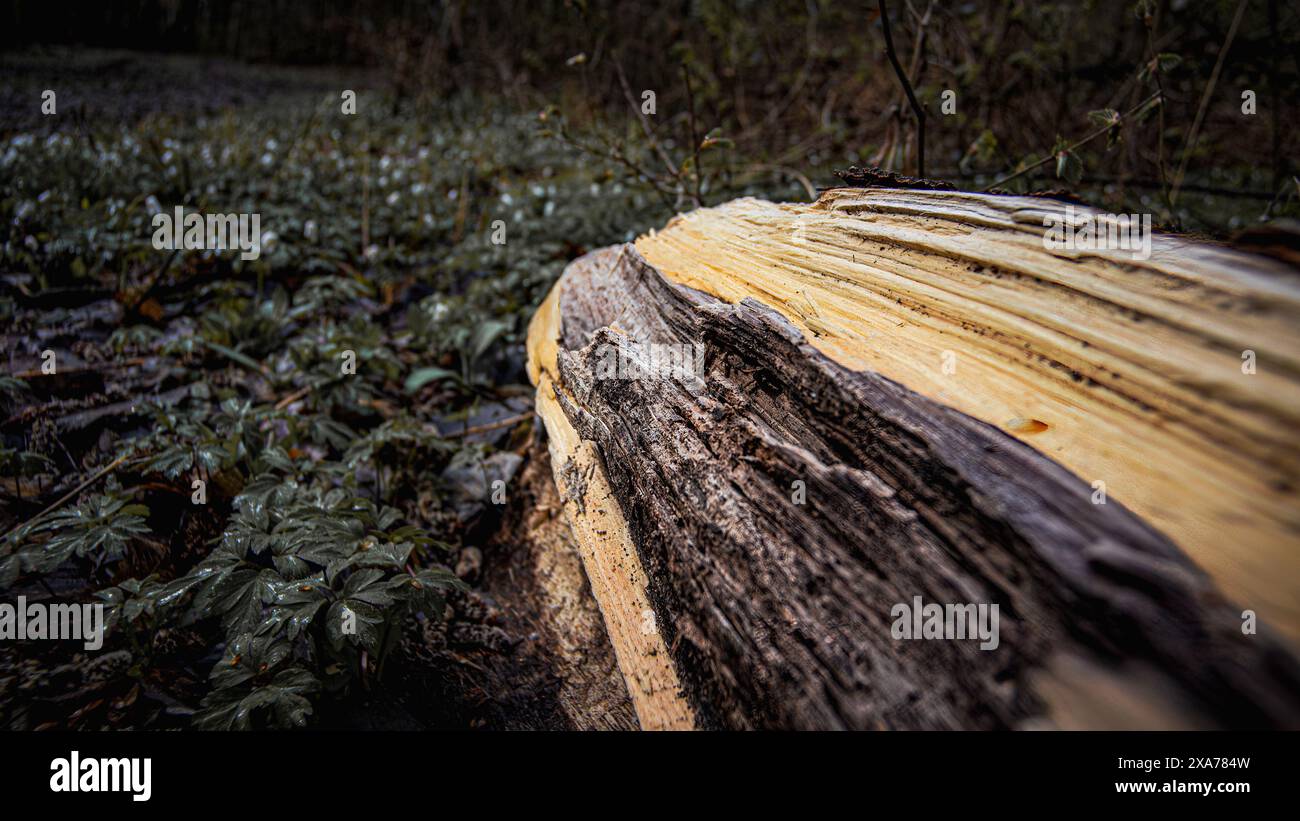 A massive log in a forest clearing Stock Photo - Alamy