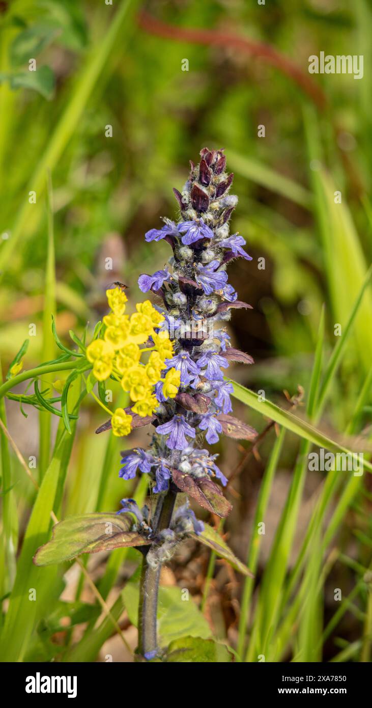 Two yellow plants hi-res stock photography and images - Alamy