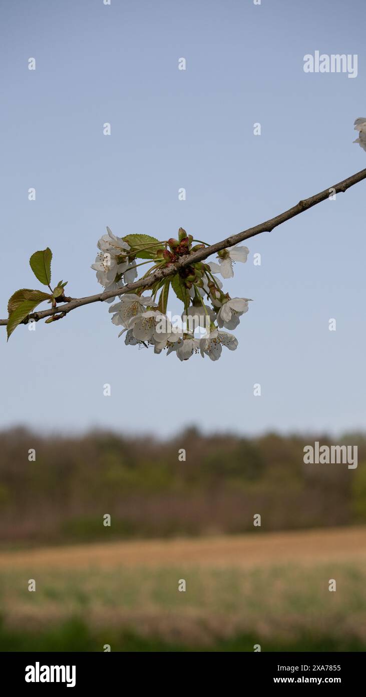 White cherry blossom on sunlit tree branch with green leaves Stock ...