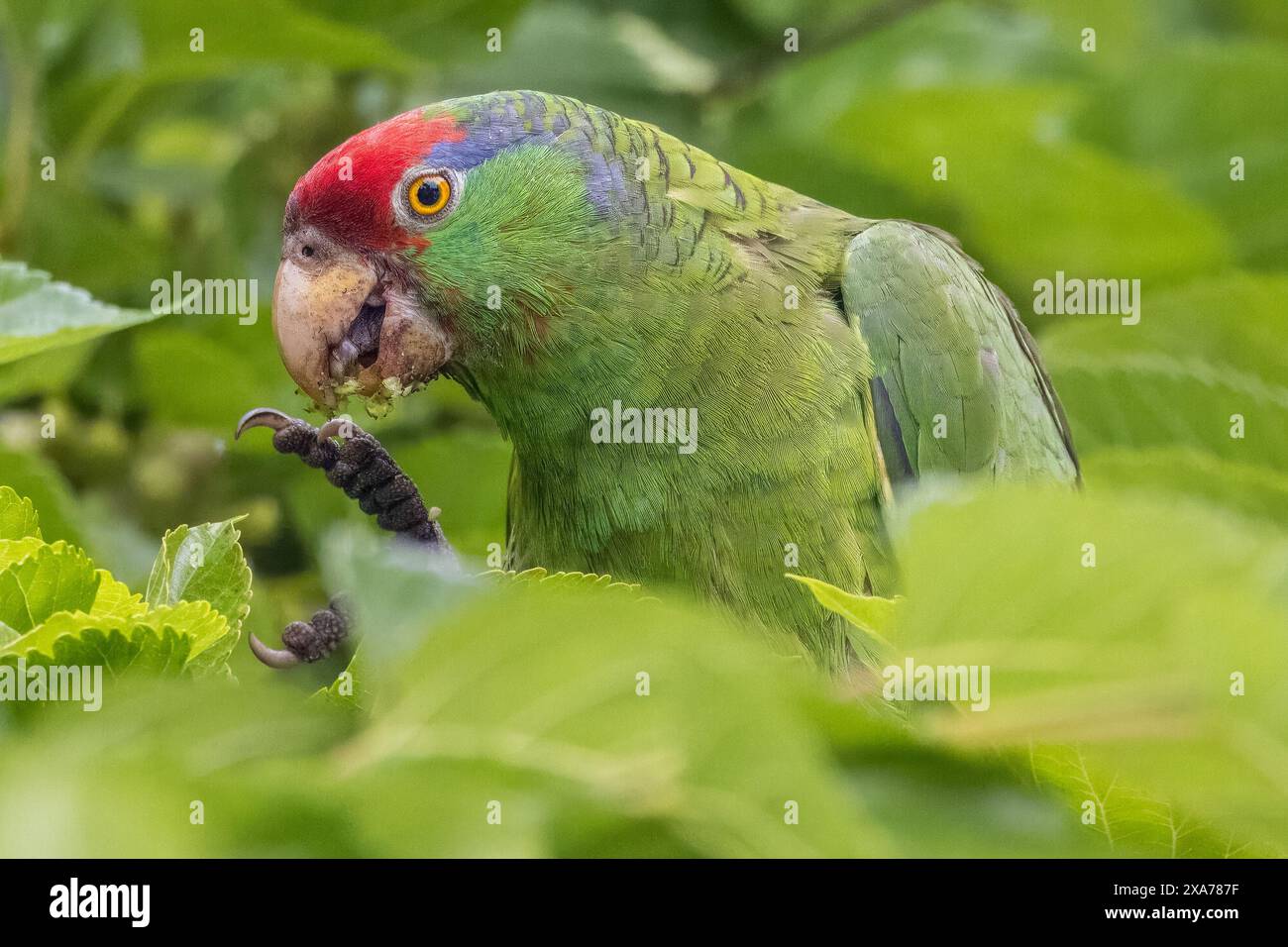 A parrot feeding on the forest floor Stock Photo - Alamy