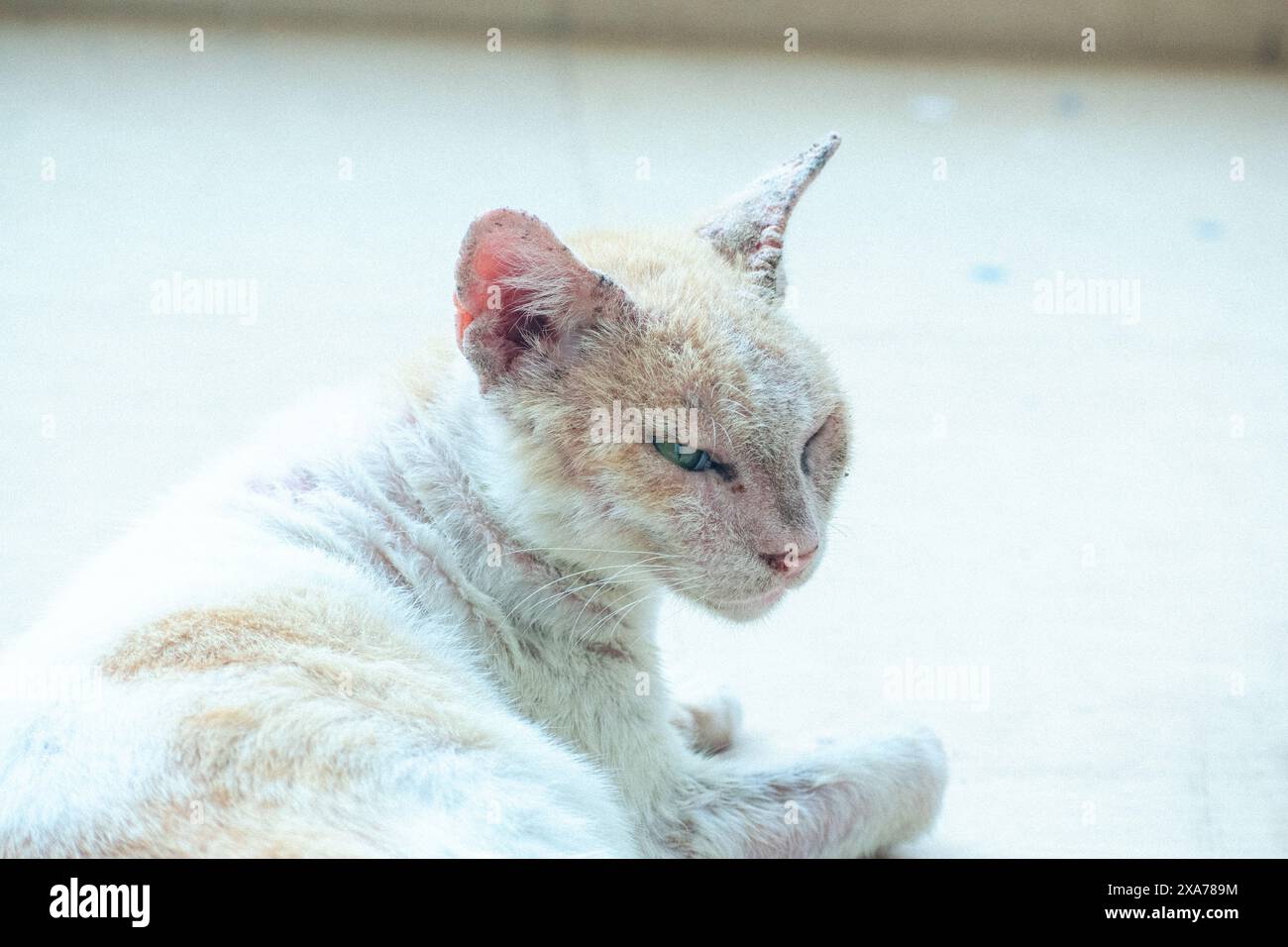 Cat center hi-res stock photography and images - Alamy