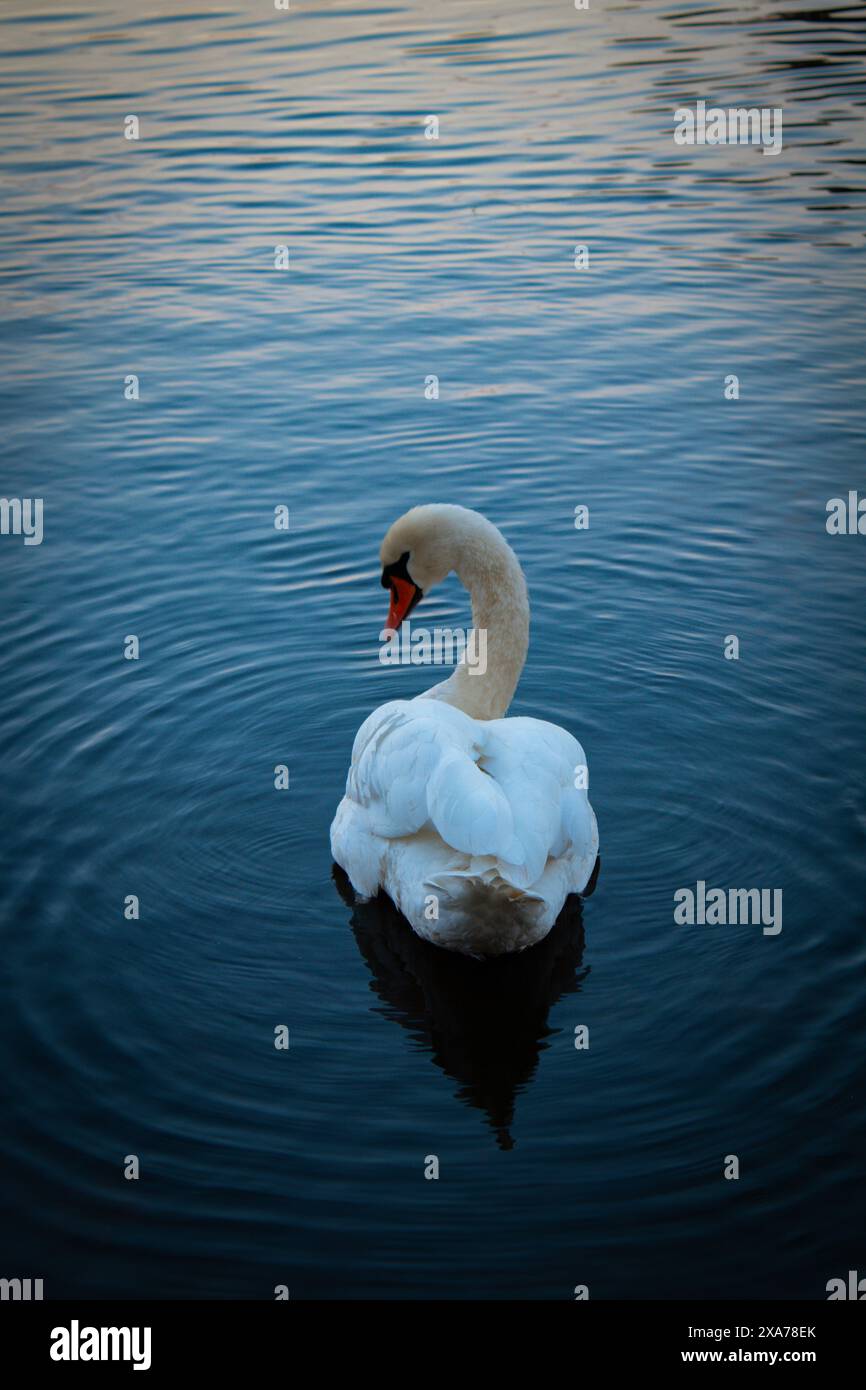 A swan gracefully gliding on water Stock Photo - Alamy