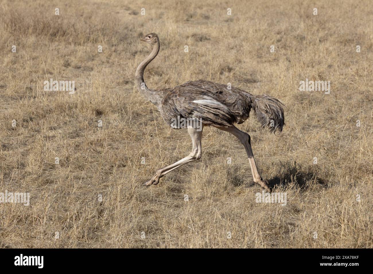 Female Masai ostrich in Ngoro Ngoro Crater Stock Photo - Alamy