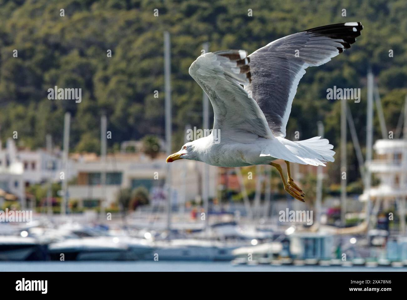A closeup of a seagull flying above marina waters near boats Stock ...