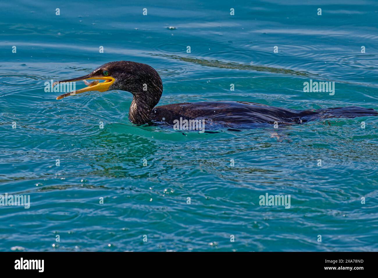 Cormoran fisherman hi-res stock photography and images - Alamy