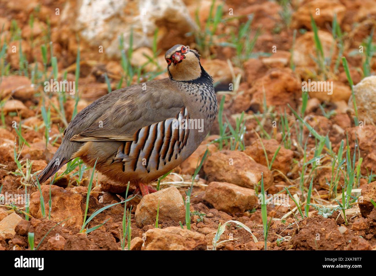 Rock partridge hi-res stock photography and images - Alamy