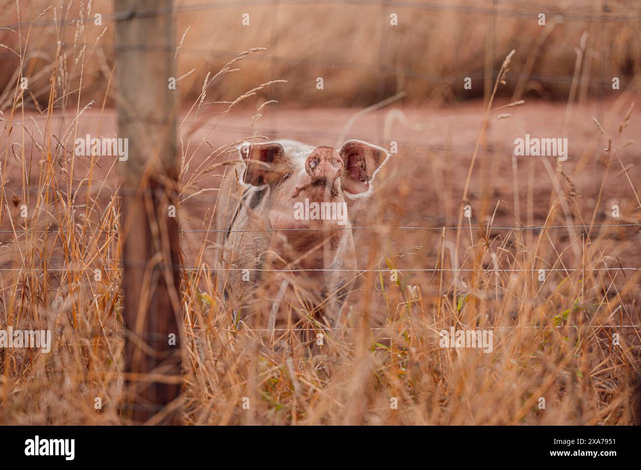 Pig by wire fence hi-res stock photography and images - Alamy