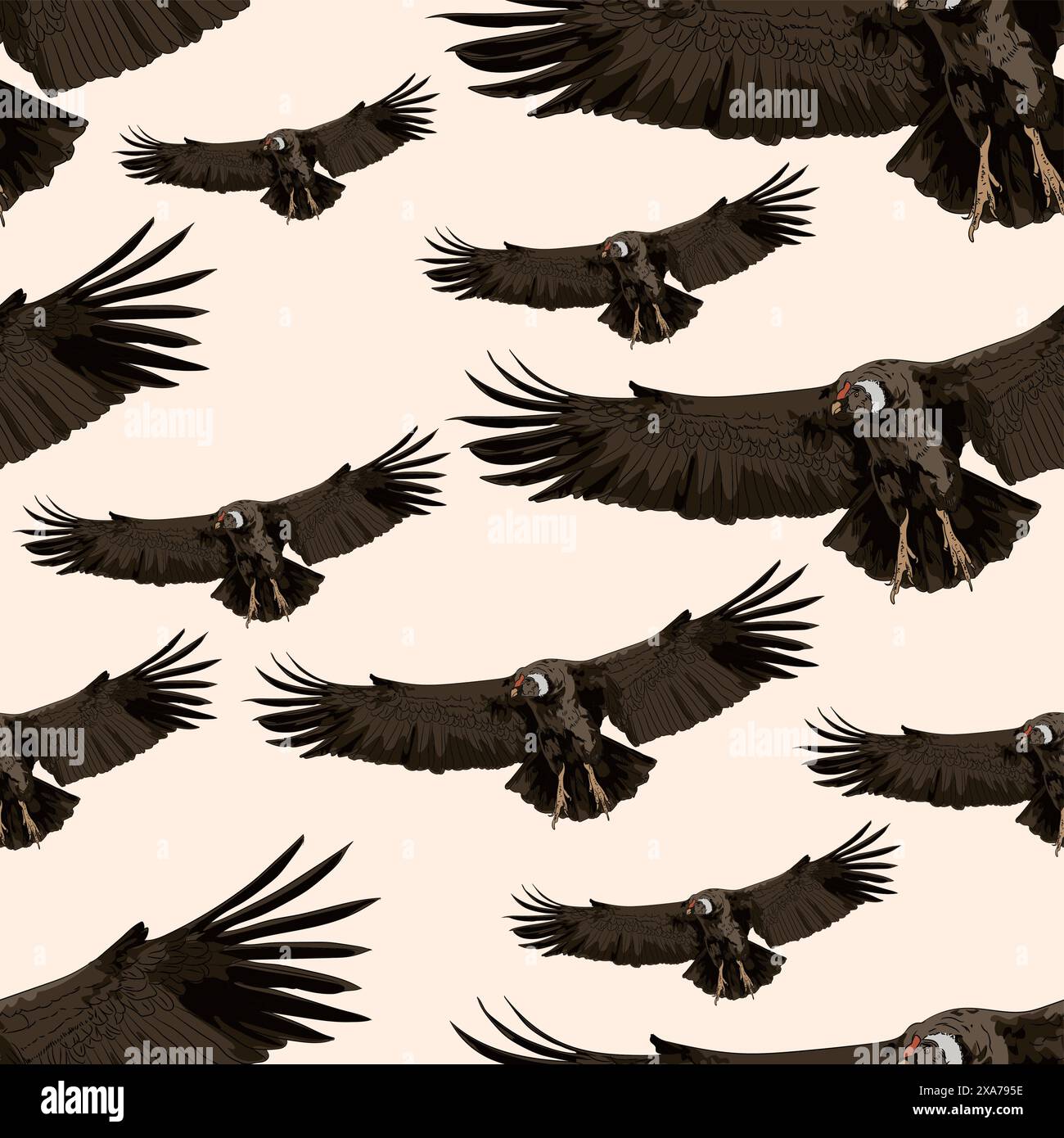 Beautiful Andean famous bird knowed as "condor de los andes" in spanish ...