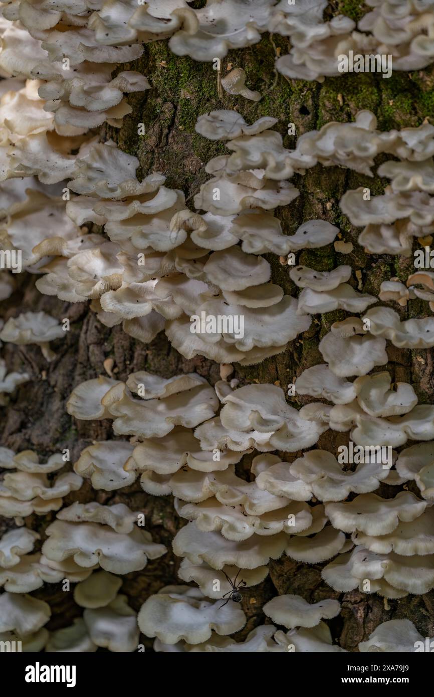 A vertical shot of a cluster of fungi growing on a large cypress tree ...