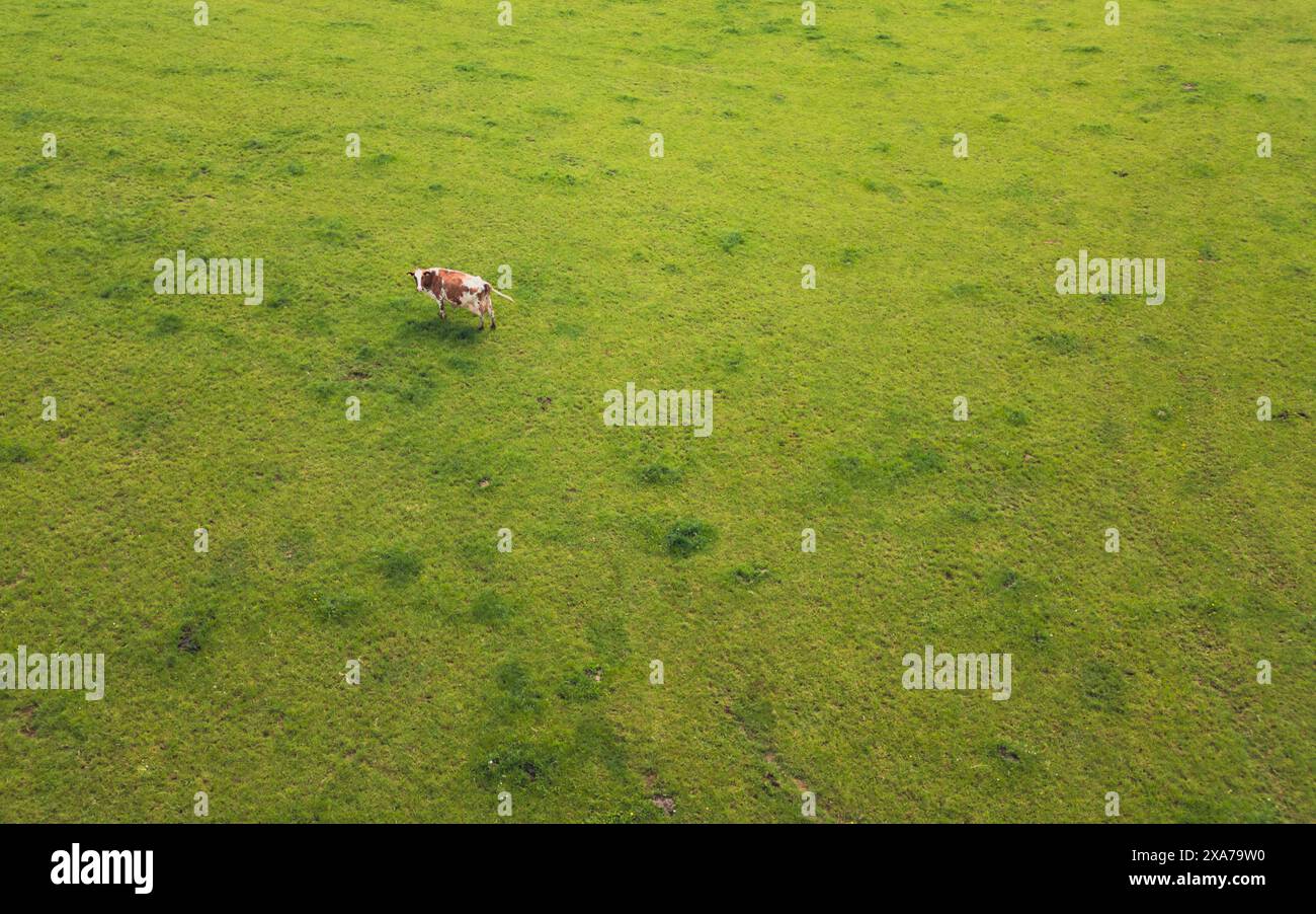 Aerial view of one cow standing on the big green field Stock Photo - Alamy