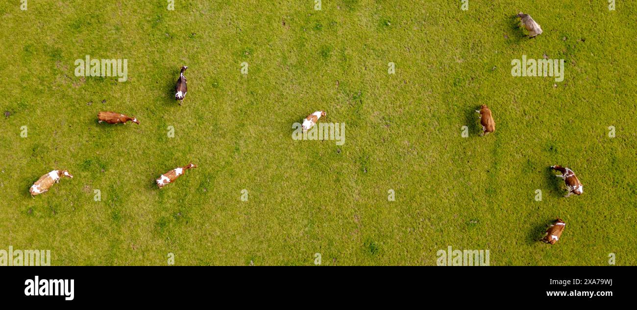 Overhead of herd of cattle hi-res stock photography and images - Alamy