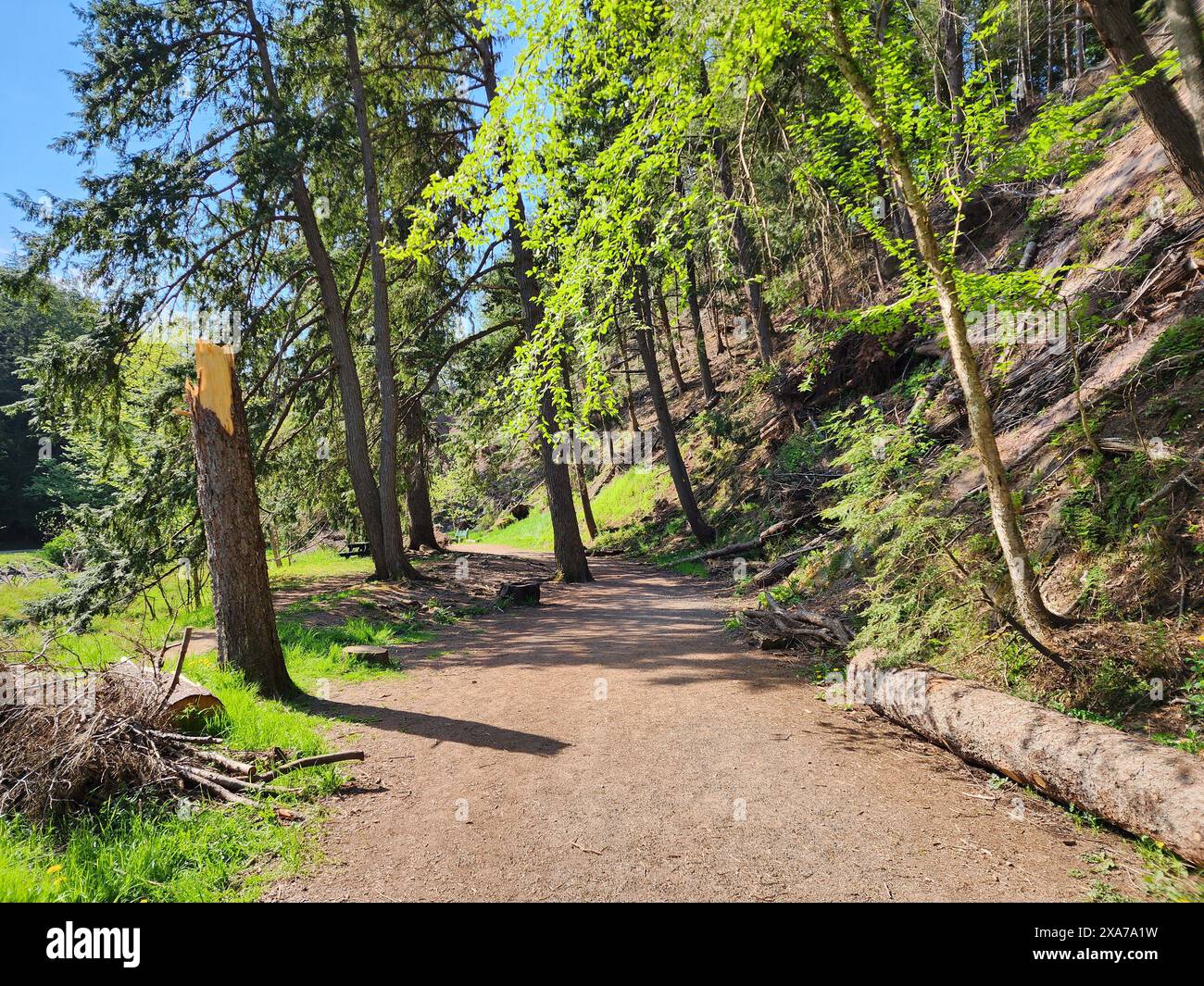 An empty dirt path flanked by trees on a clear day Stock Photo - Alamy