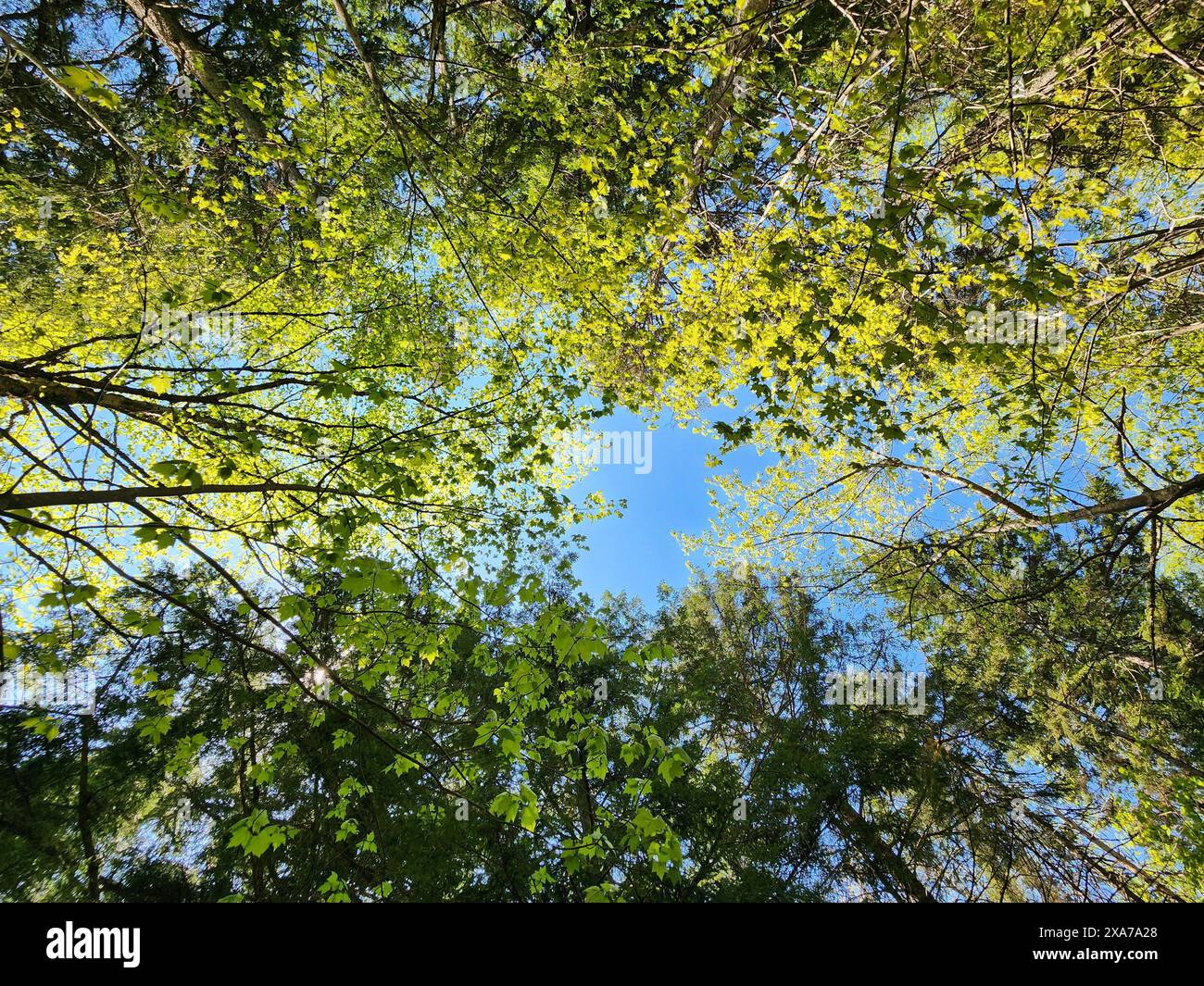 View of spring forest canopy from below Stock Photo - Alamy