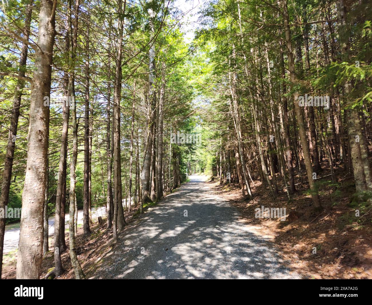 Tall pine trees hi-res stock photography and images - Alamy