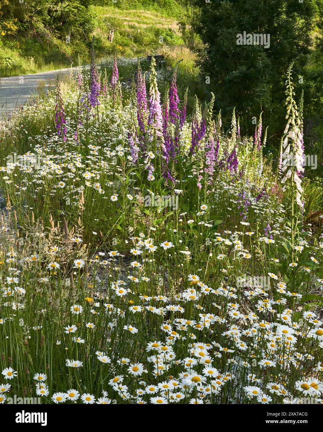A field of wild daisies and colorful foxgloves beside a logging road ...