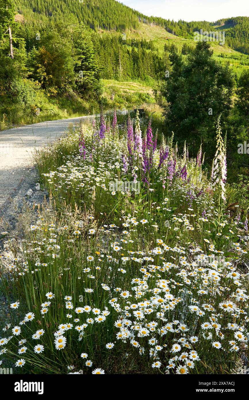 A field of wild daisies and colorful foxgloves beside a logging road ...