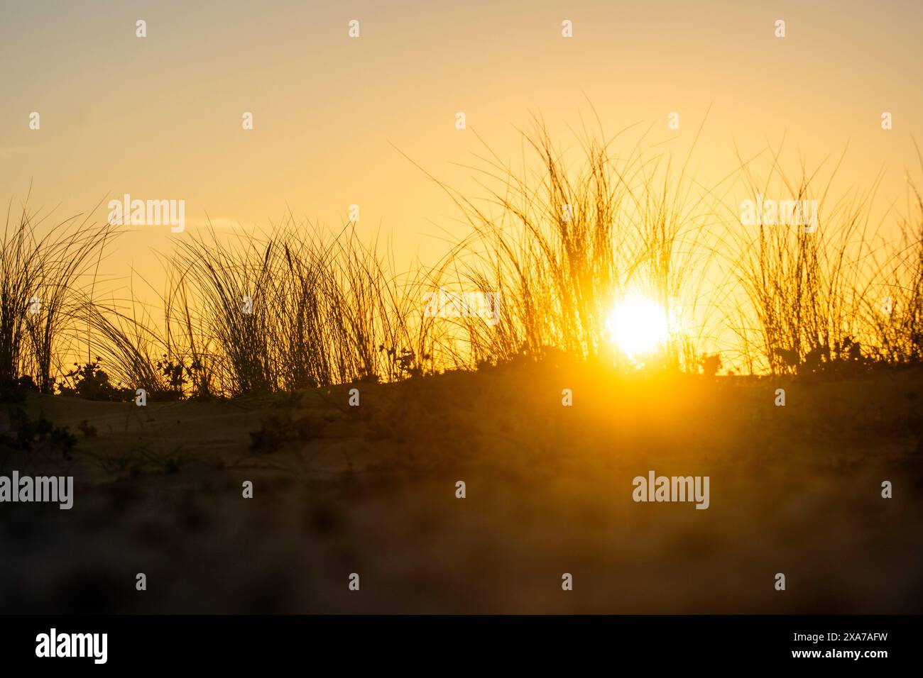 Sun shines through grass hi-res stock photography and images - Alamy