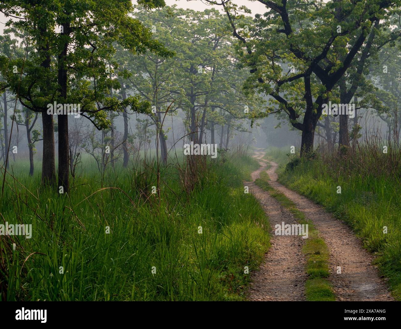 Winding path into the fog hi-res stock photography and images - Alamy