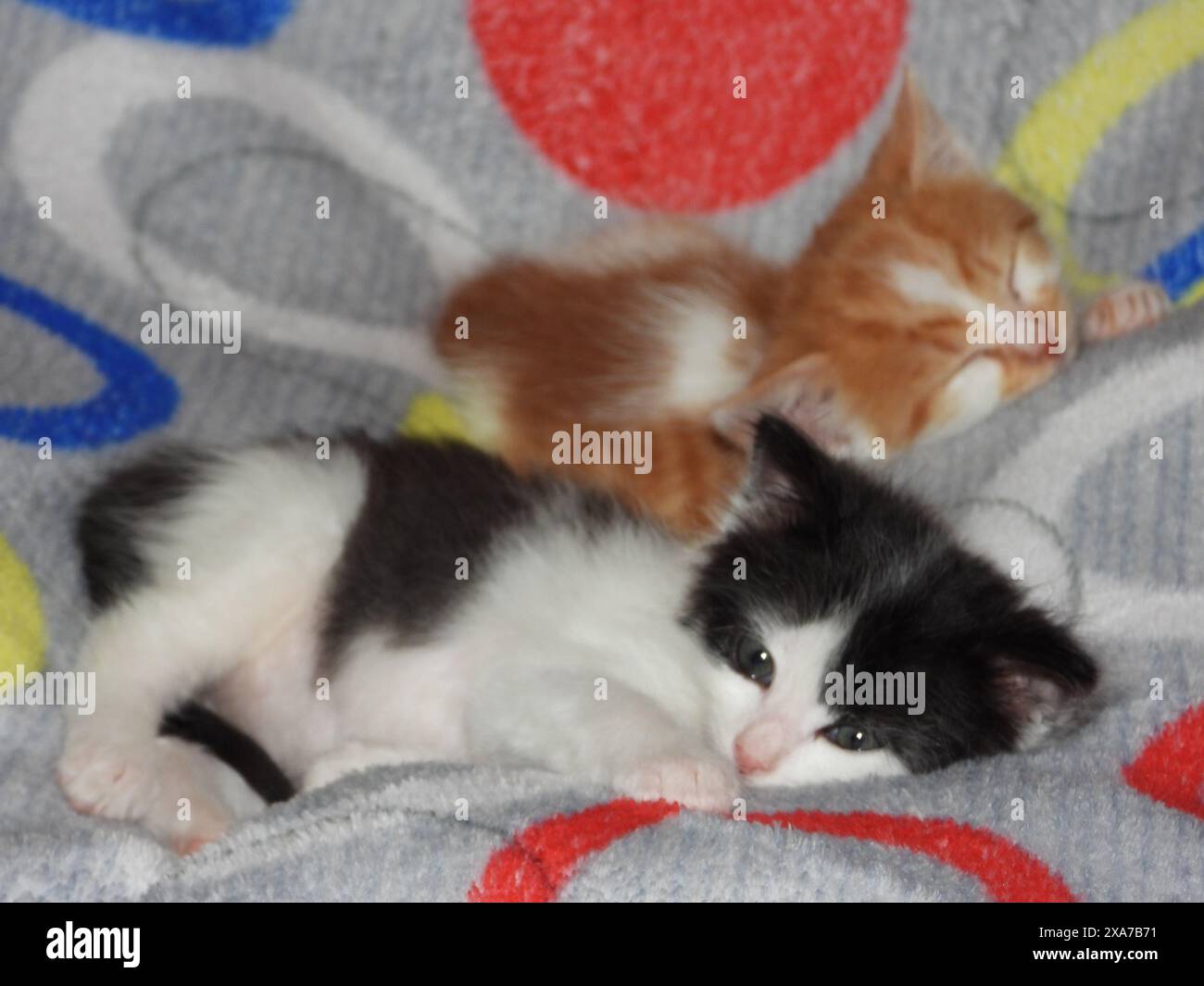 Two adorable sleepy cats cuddle hi-res stock photography and images - Alamy