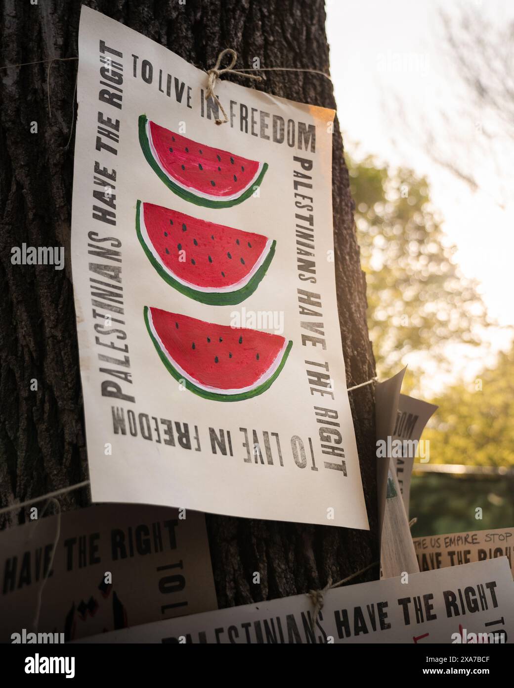 The Watermelon signs hang from a tree in the University of Pennsylvania ...