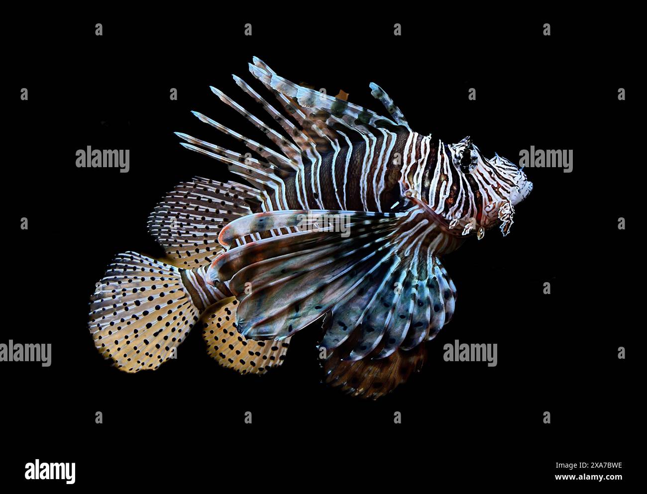 A lionfish is swimming against a dark background, showcasing its ...