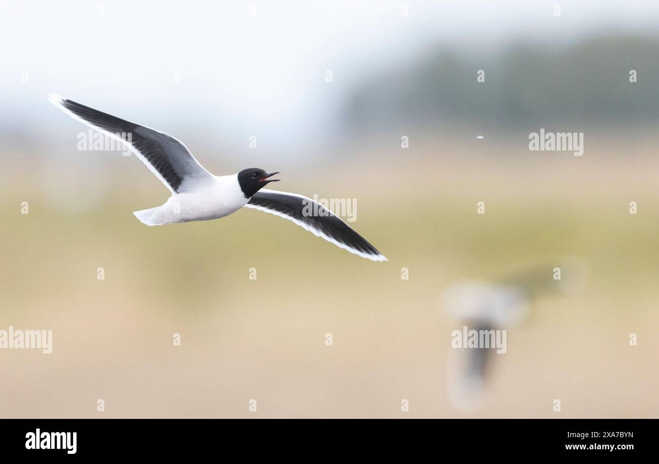 A big white bird with a black and white body is flying Stock Photo - Alamy