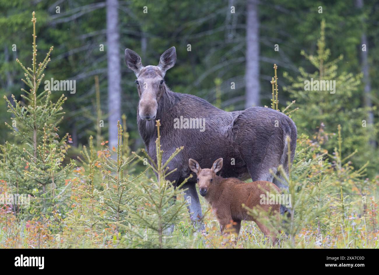 A mother moose and her calf grazing in a forest Stock Photo - Alamy