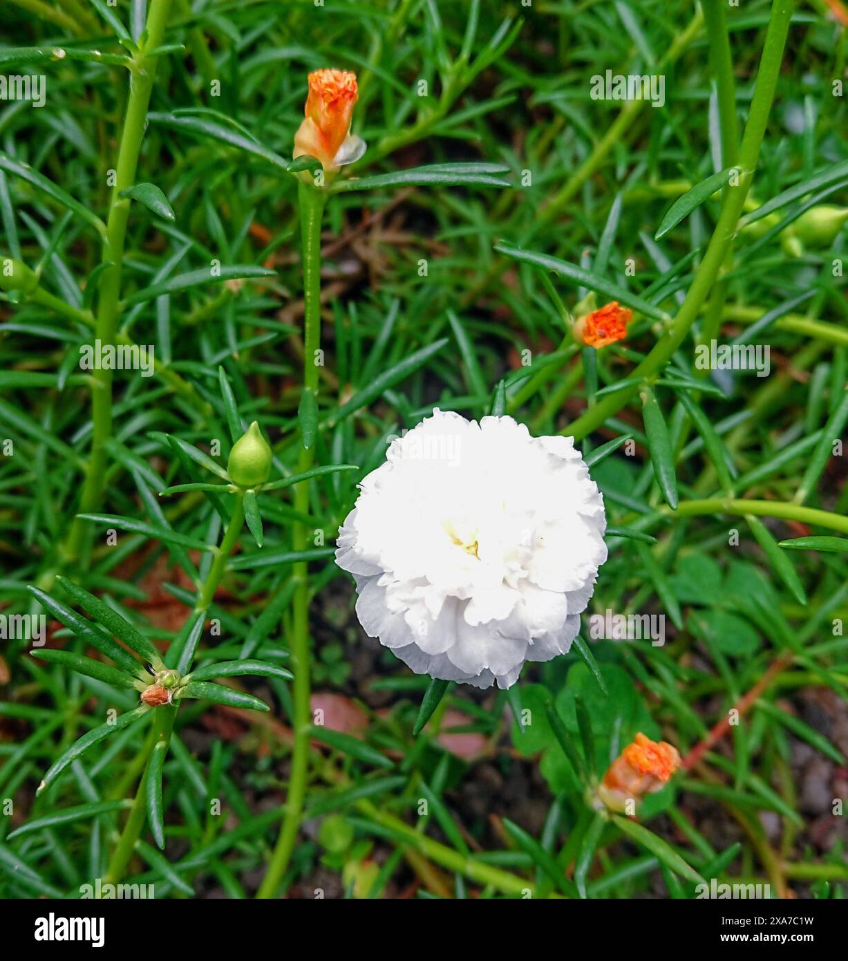 Botanical surroundings hi-res stock photography and images - Alamy