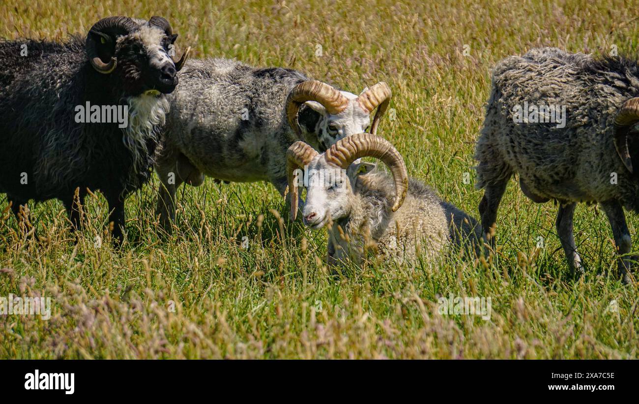 Grassy field trees sheep hi-res stock photography and images - Alamy