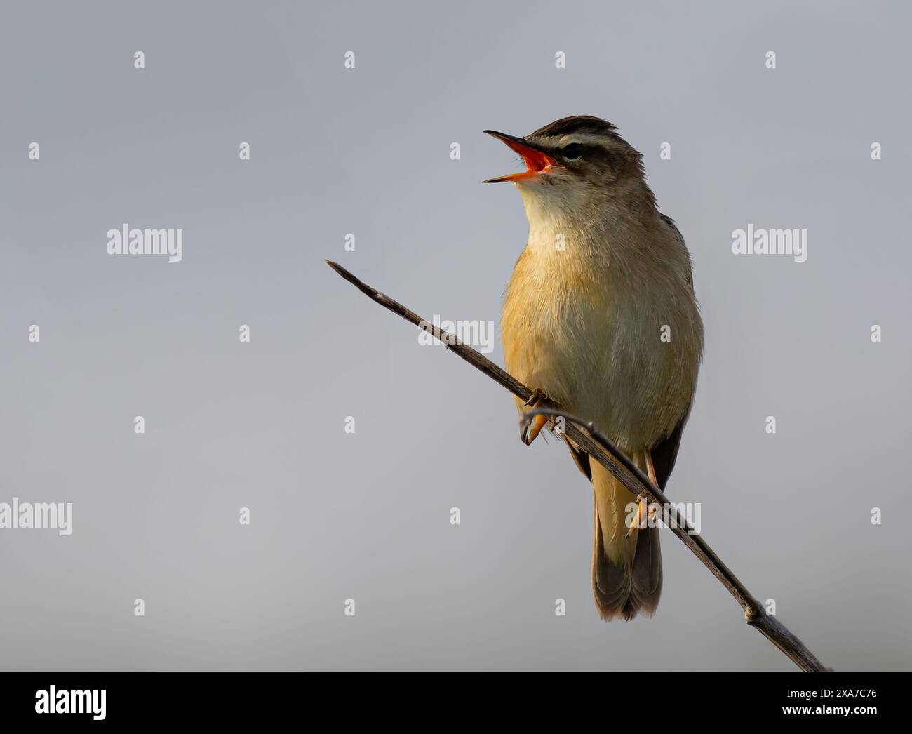 Sedge warbler Bird singing on sunlit branch Stock Photo - Alamy
