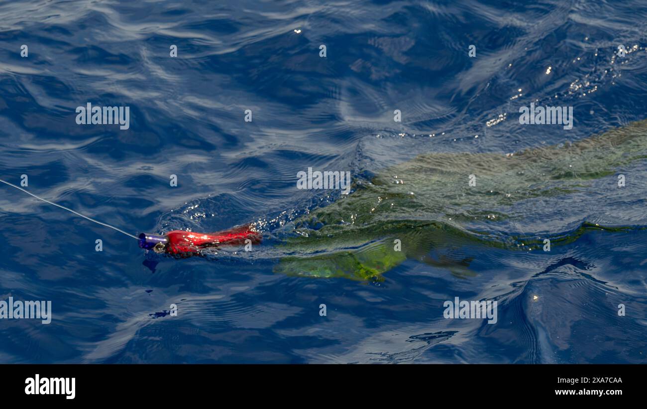 Underwater current hi-res stock photography and images - Alamy