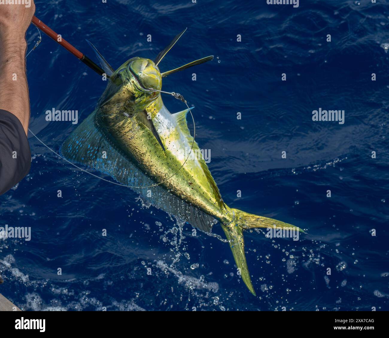 A fisher gripping a large fish with a hook against ocean background ...