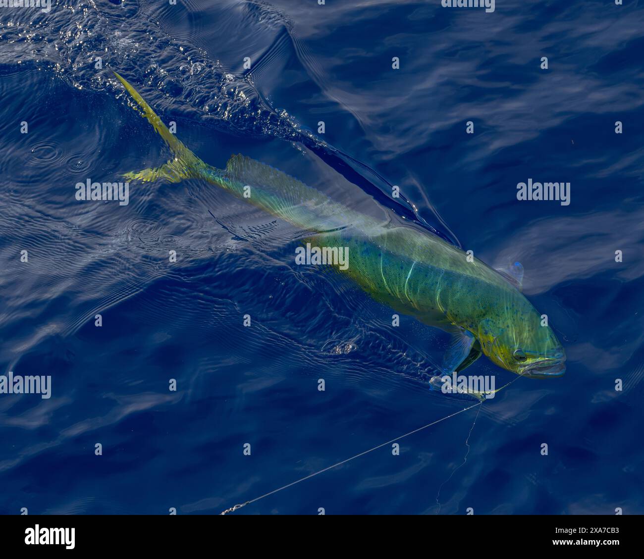 A green fish caught on a fishing rod in the ocean, still swimming ...