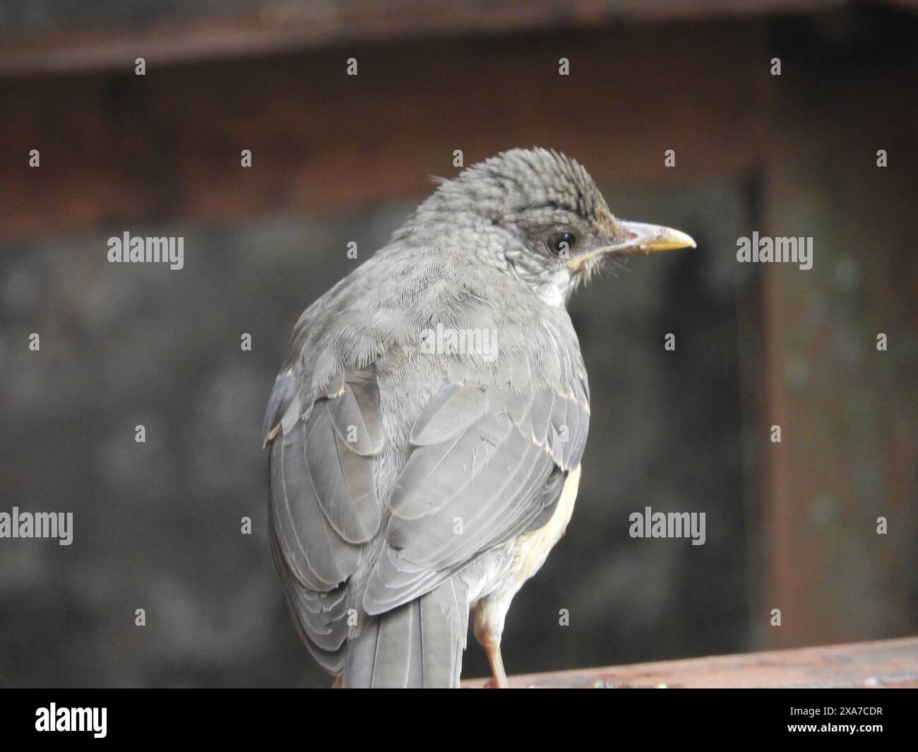 Winking eye hi-res stock photography and images - Alamy