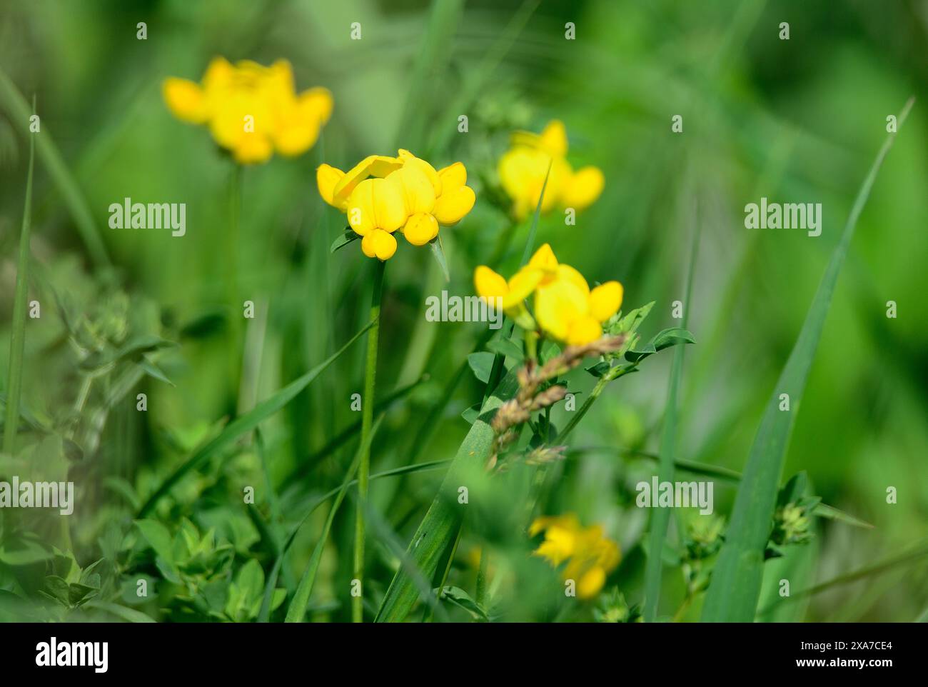 Yellow Birdsfoot Trefoil (Lotus corniculatus Stock Photo - Alamy