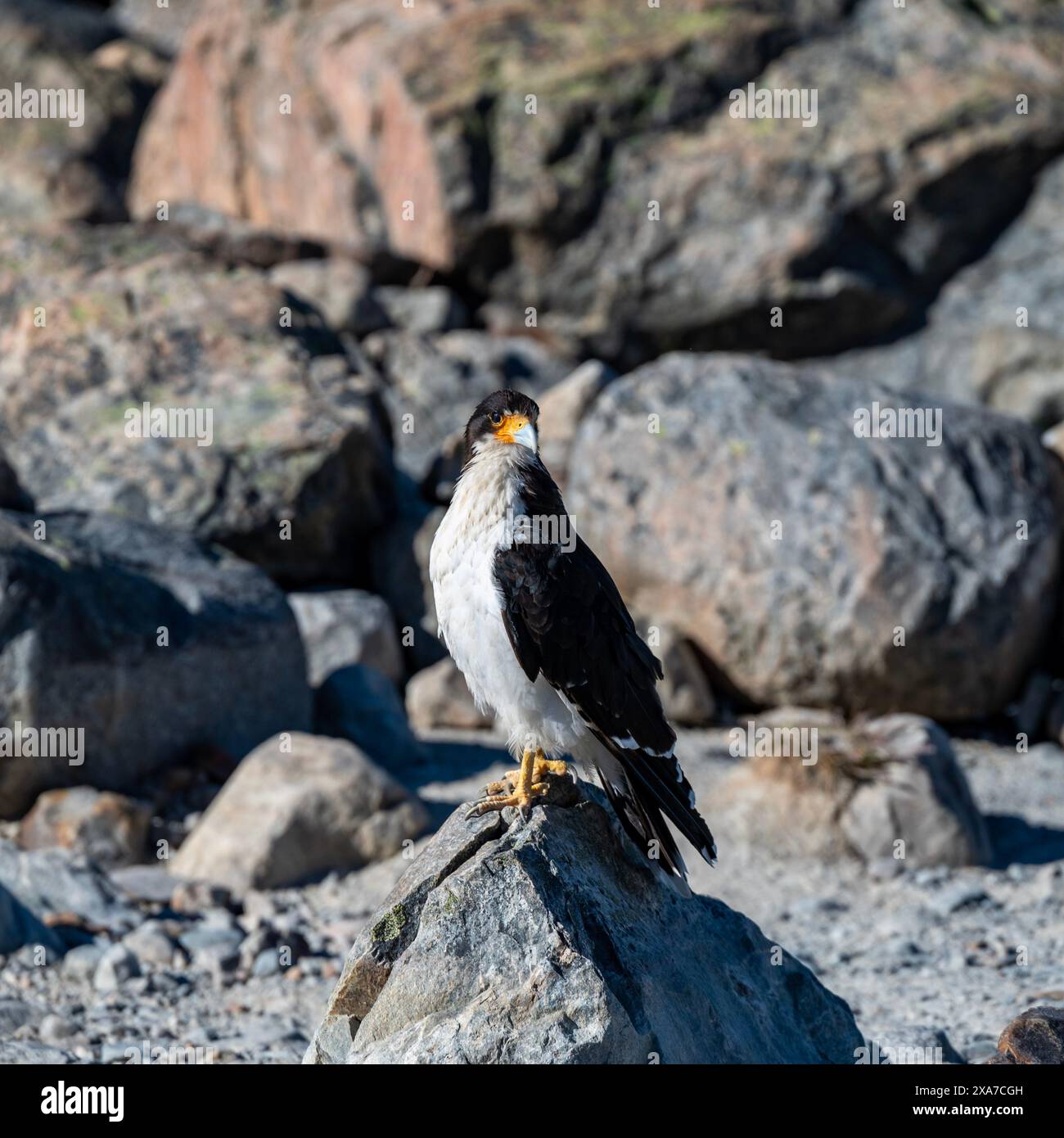 A black and white bird perches on a stone next to a flowing stream ...