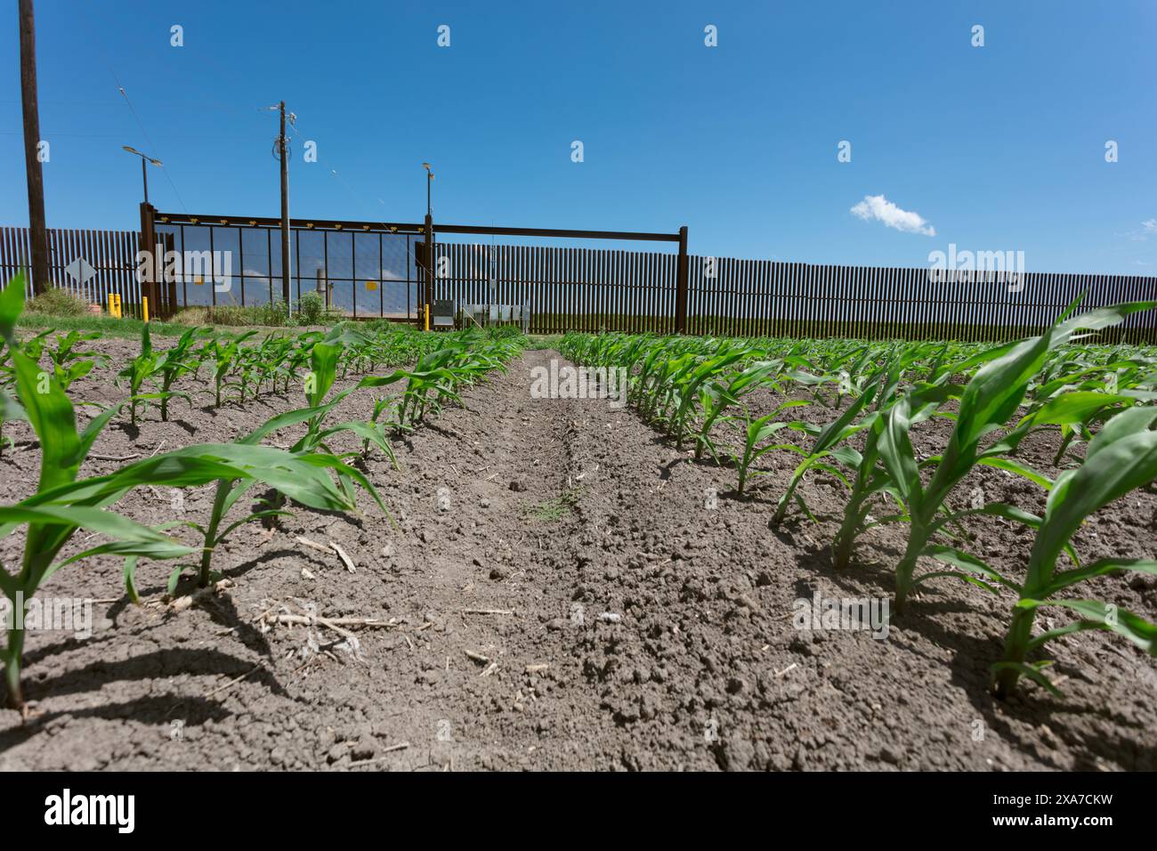 Crops thriving hi-res stock photography and images - Alamy