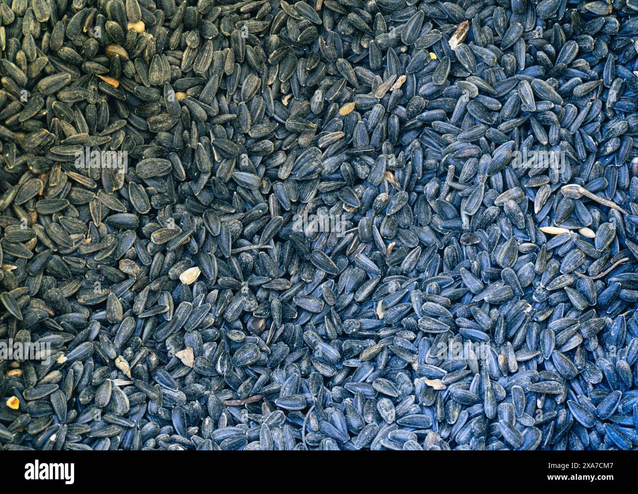 Black Assorted sunflower seeds in a pile covering the frame Stock Photo ...