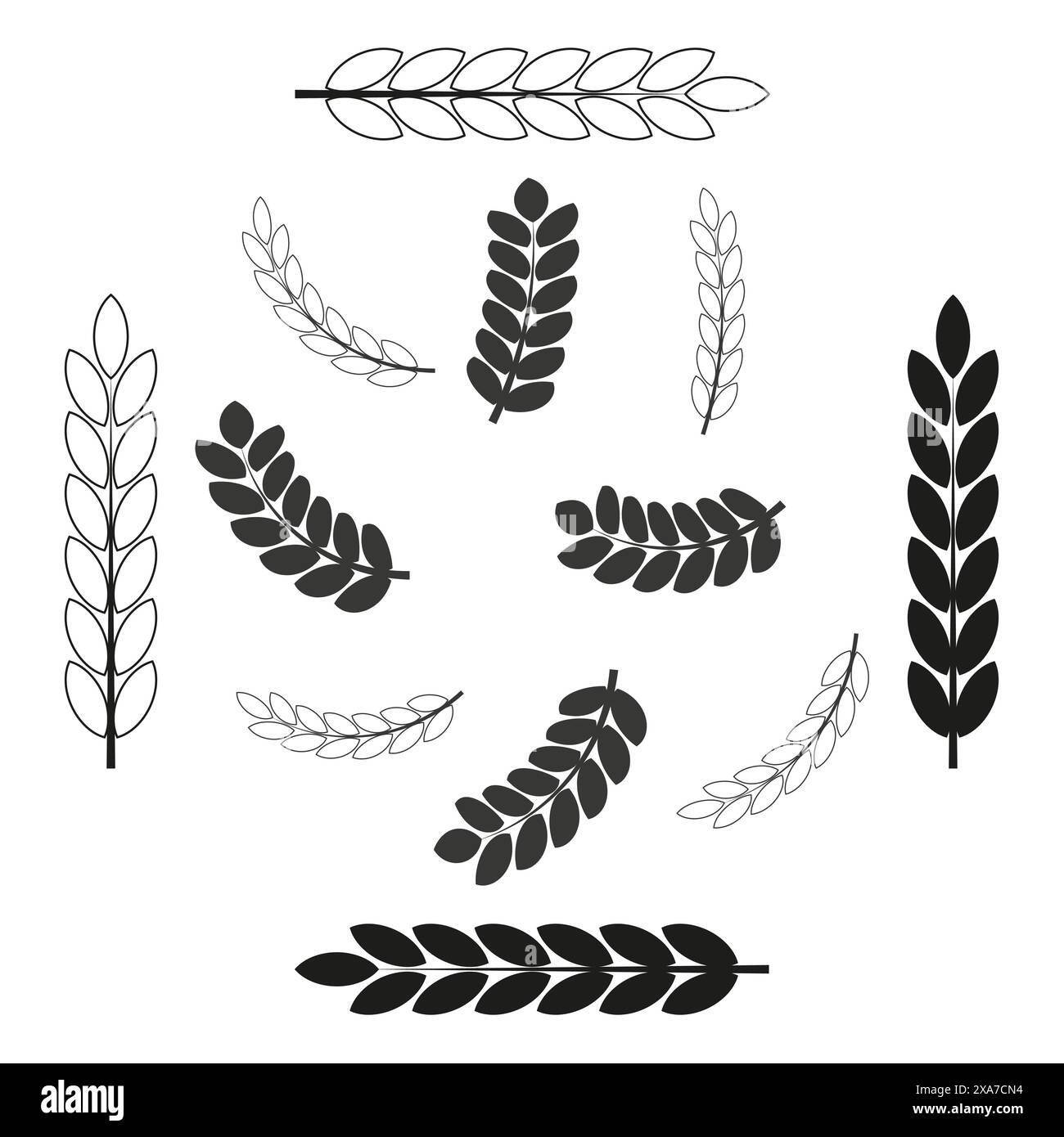 Wheat ears pattern. Black and white. Vector botanical elements ...