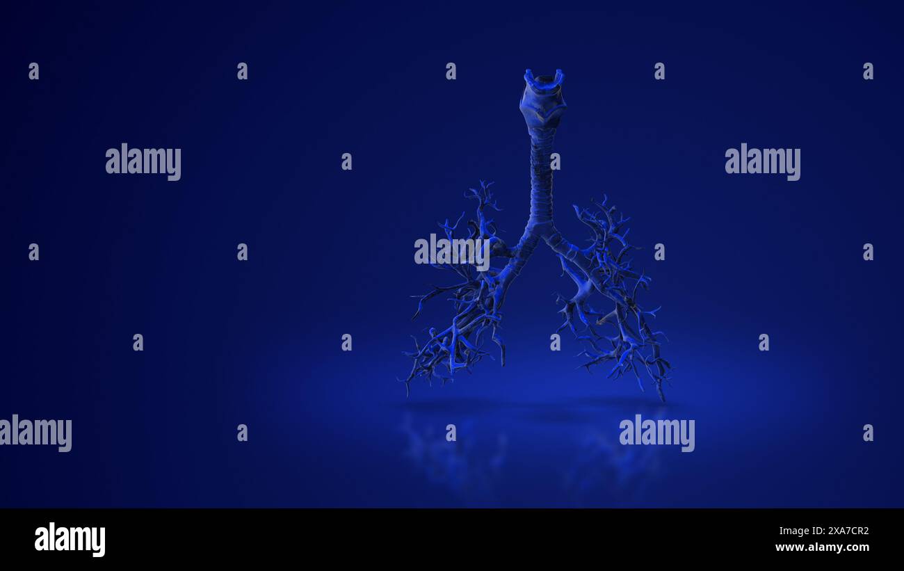 Human organs set kidneys hi-res stock photography and images - Alamy