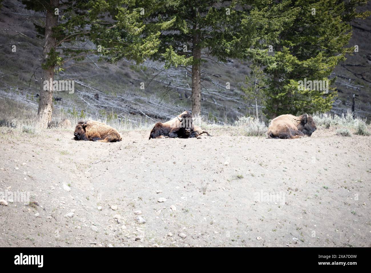 Various animals resting on the roadside Stock Photo - Alamy