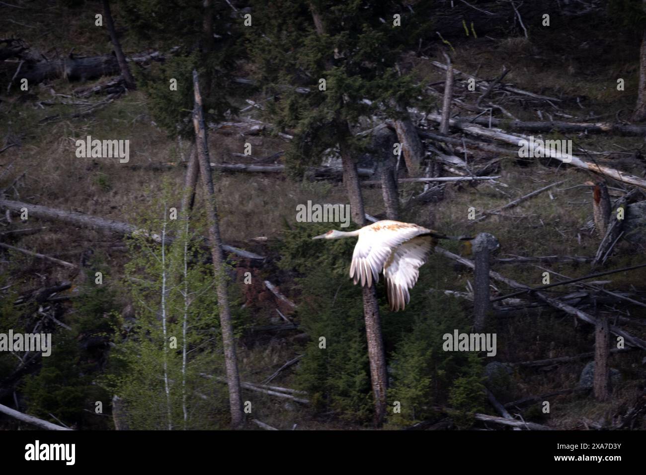 Flying over forest bushes trees hi-res stock photography and images - Alamy