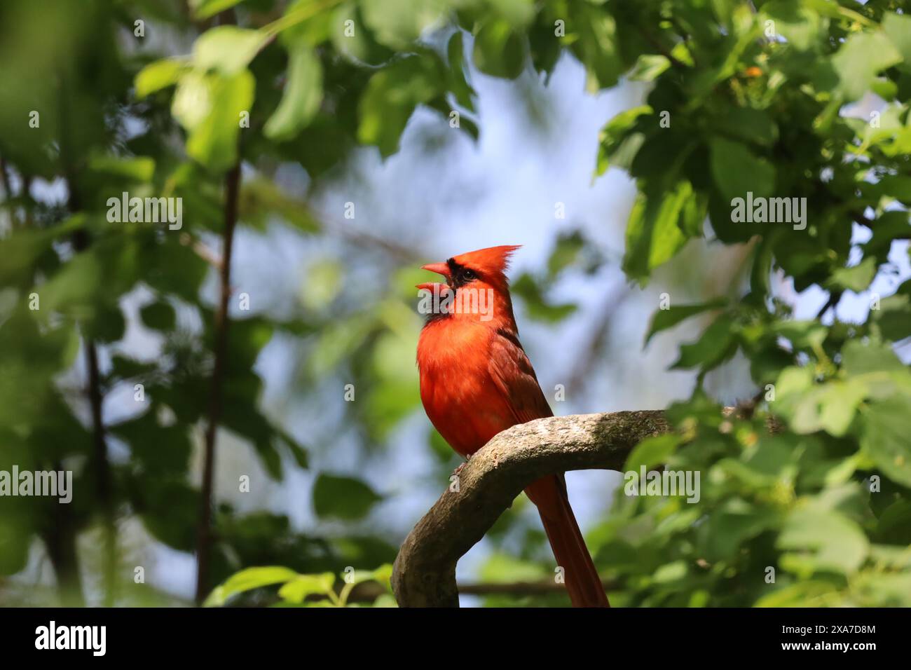 Image of an adult male Northern Cardinal perched and singing in a tree ...