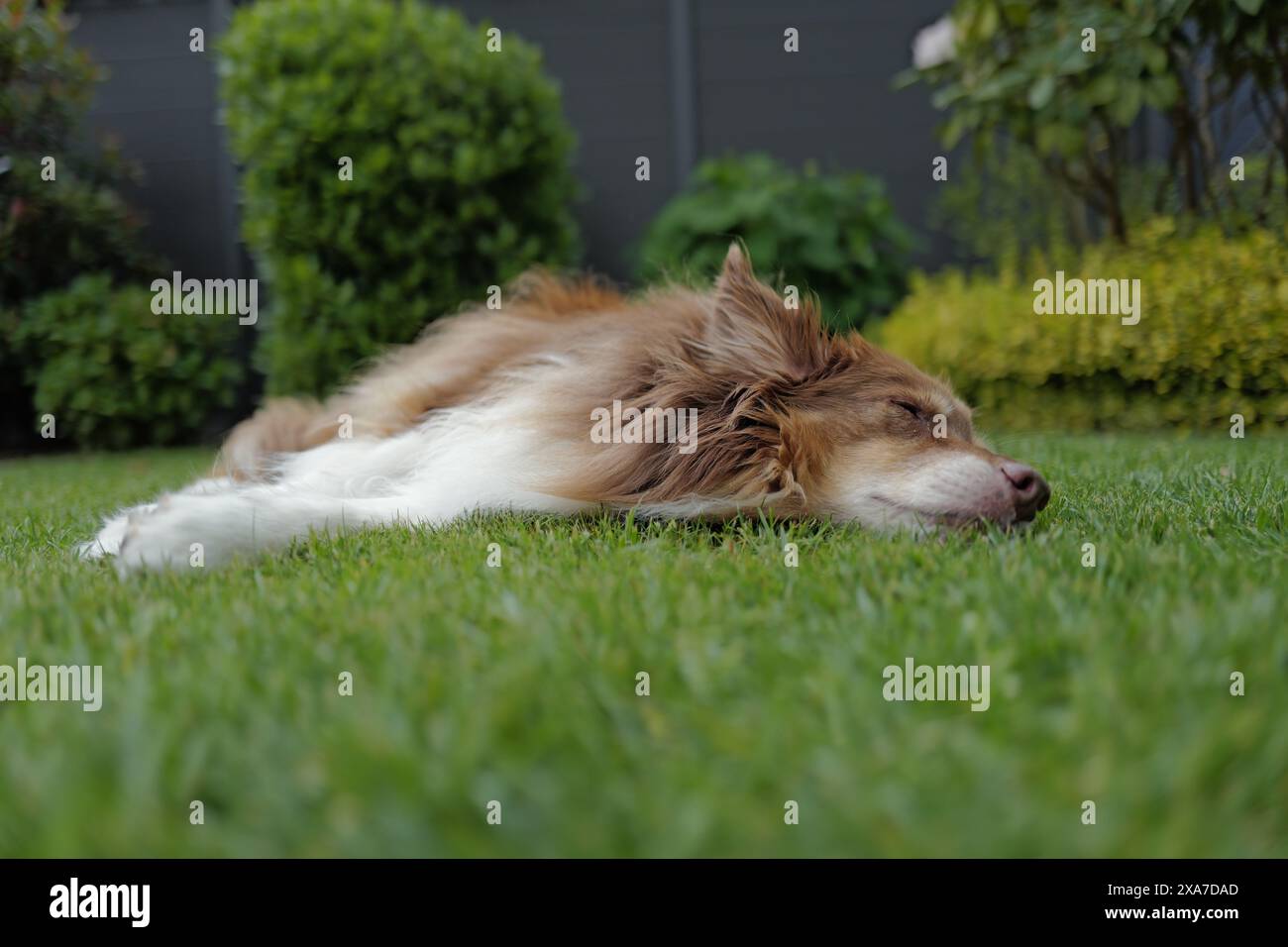 Canine relax hi-res stock photography and images - Alamy