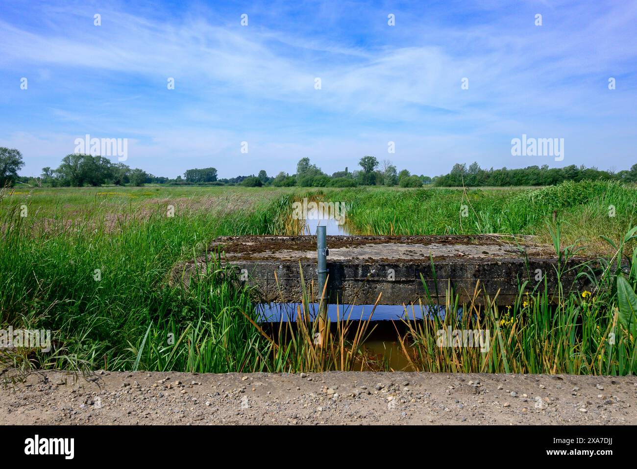 a calm natural landscape with a stream of standing water, with an old ...