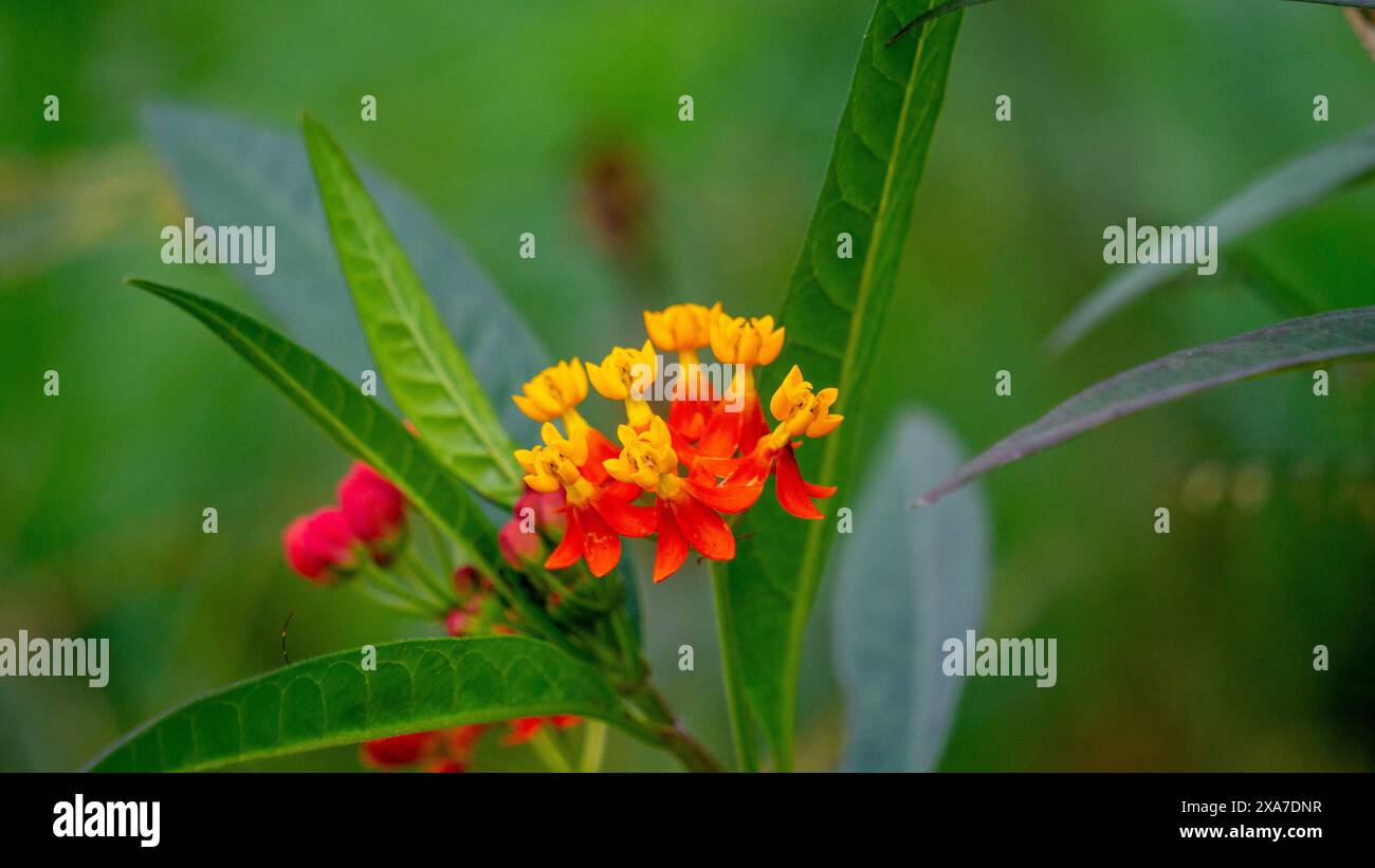 Asclepias curassavica (tropical milkweed, bloodflower or blood flower ...